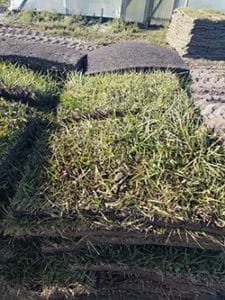 Bahia Sod Grass for Sale Near in Tampa & Ruskin, Florida