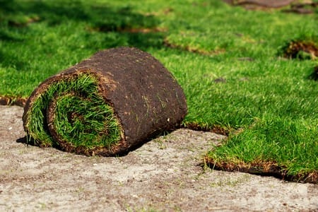 Don't Fear Brown Sod in the Winter | Tampa Sod Farm
