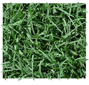 Bimini Bermuda Sod for Tampa & Ruskin Lawns | Fresh Sod