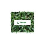 Buy Floratam St Augustine Online | Tampa Sod Farm