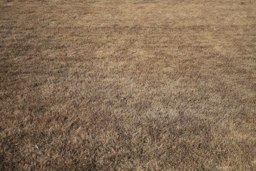 Brown Sod Isn’t Necessarily Dead: What You Need to Know