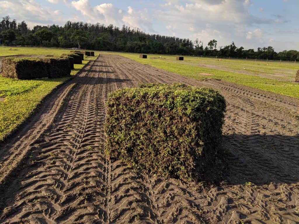 Ecoturf Perennial Peanut Sod 200sf Pallet | Tampa Sod Farm