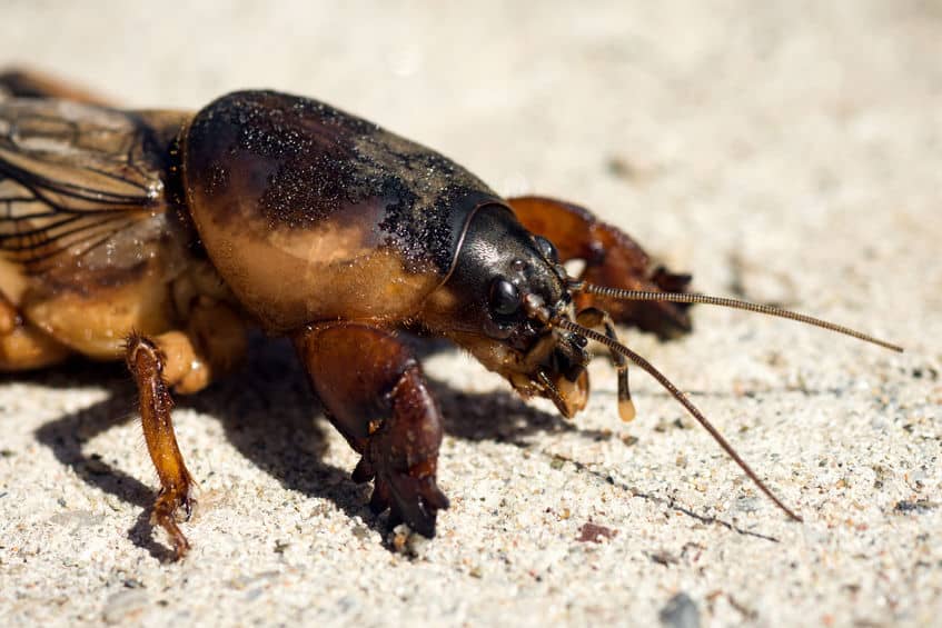 The Most Common Insects and Diseases That Kill Lawns