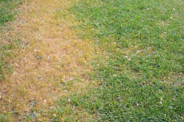 Difference Between Dead and Dormant Grass | Tampa Sod Firm