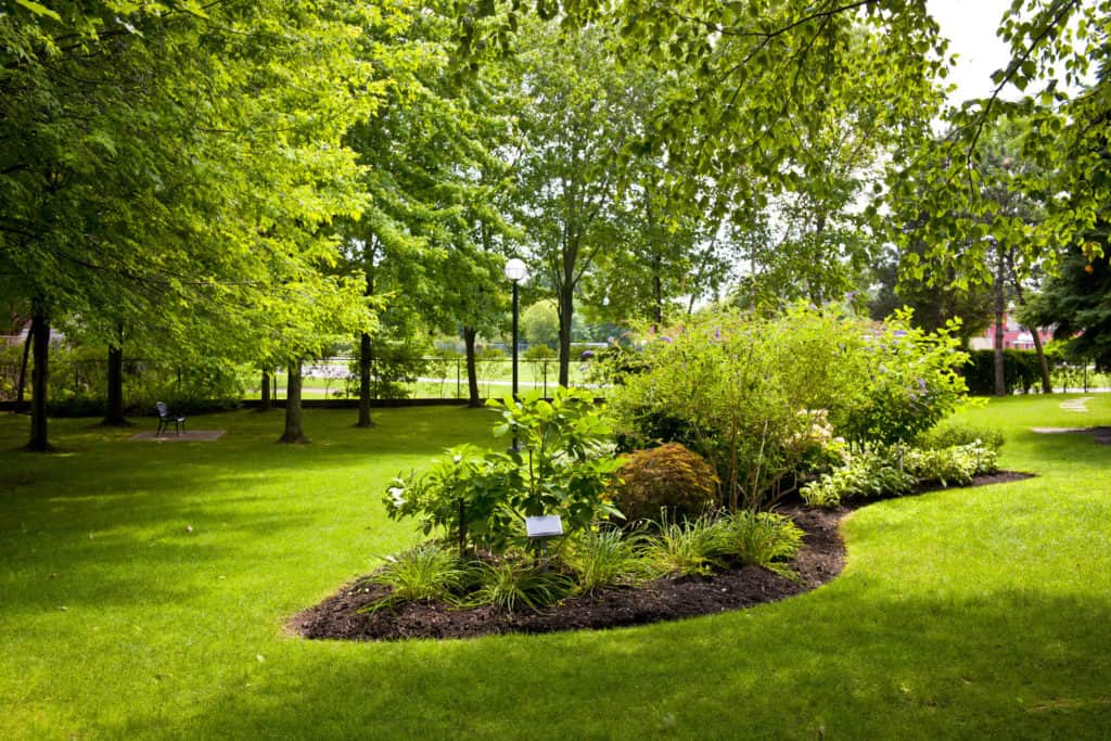 Best Options for Shady Lawns | Tampa Sod Farm