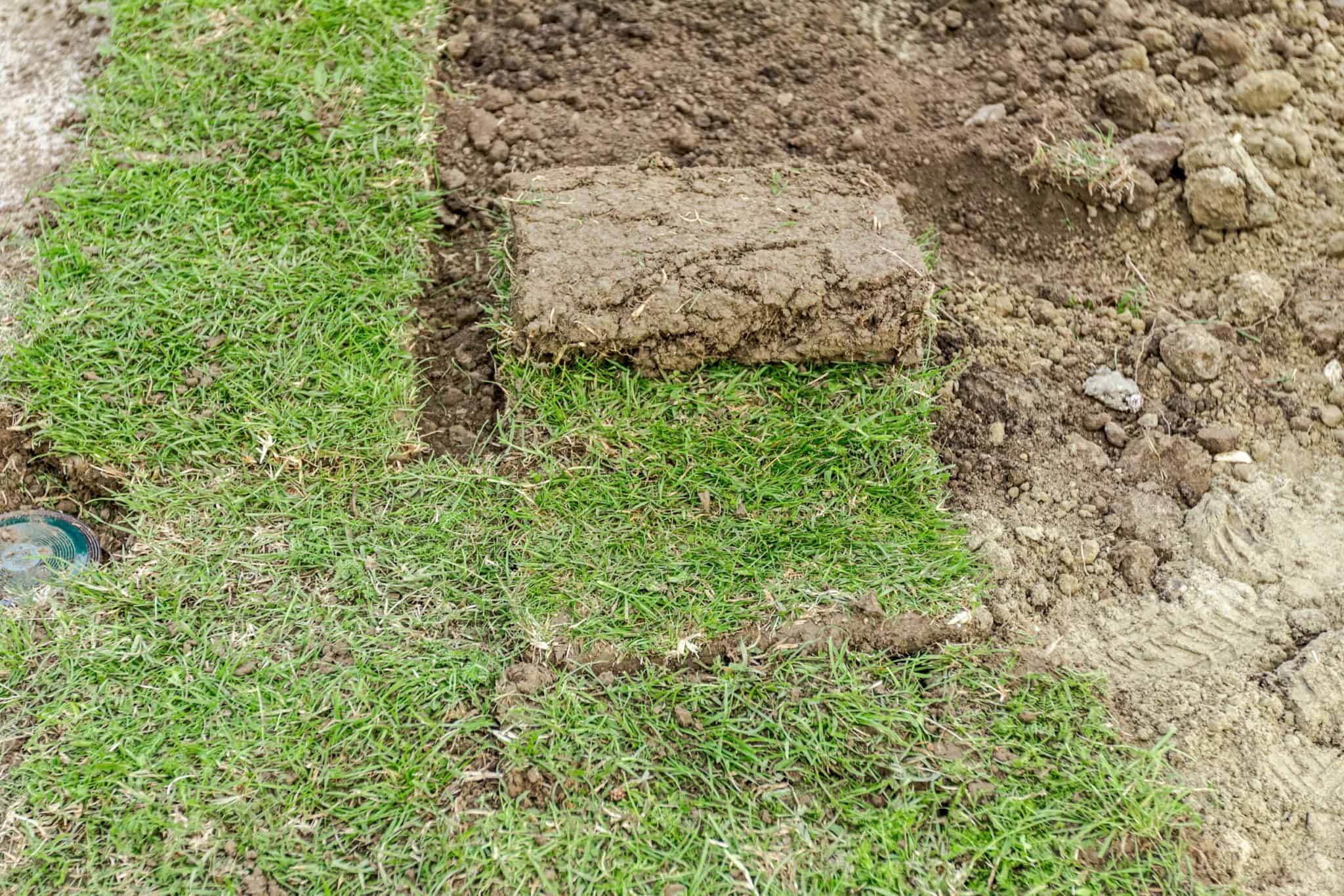 Why Your New Sod Is not Taking Root?| Tampa Sod Firm