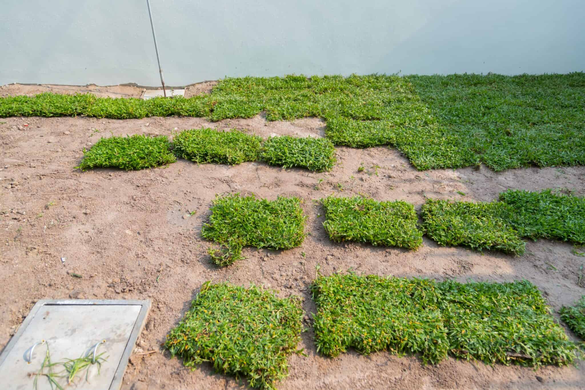 When You Lay Sod: Avoid These 7 Mistakes | Tampa Sod Farm
