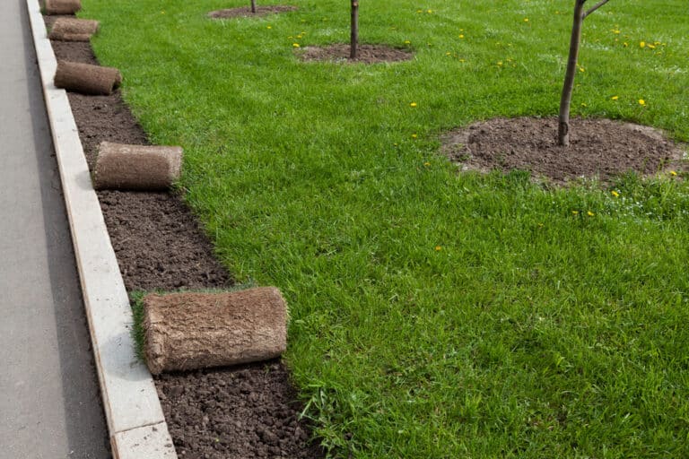 Tampa Sod Farm – Empire Zoysia, Bermuda, & St Augustine Sod