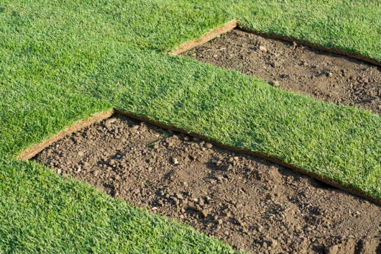 Tampa Sod Farm – Empire Zoysia, Bermuda, & St Augustine Sod